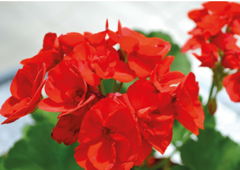 Los secretos del color rojo en el jardín - Mundo ClubHouse