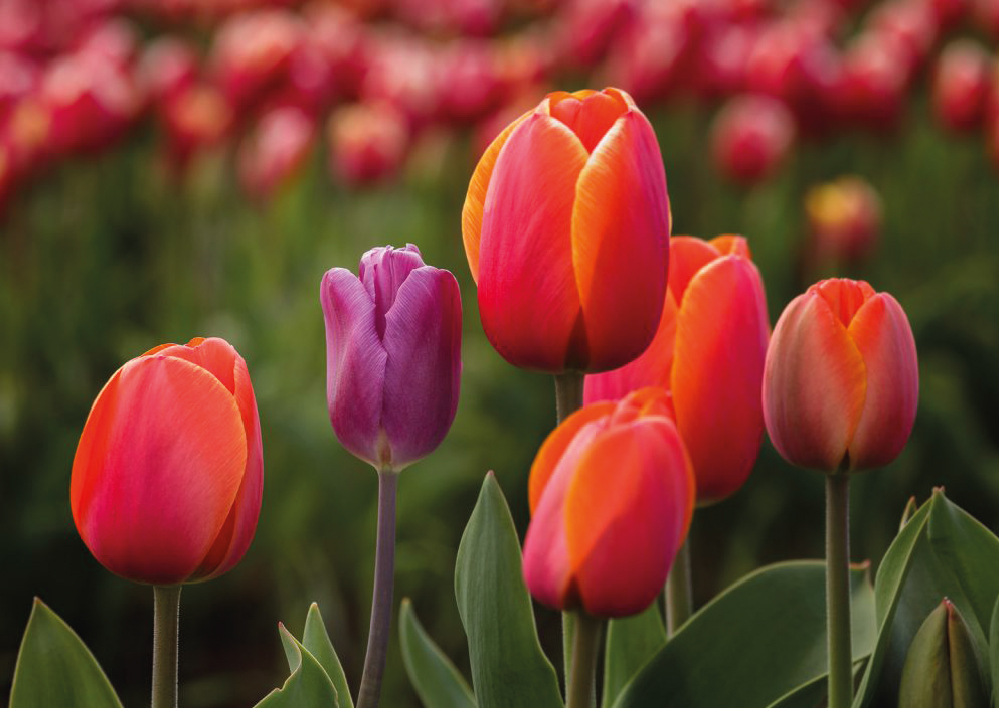 Los secretos del color rojo en el jardín - Mundo ClubHouse
