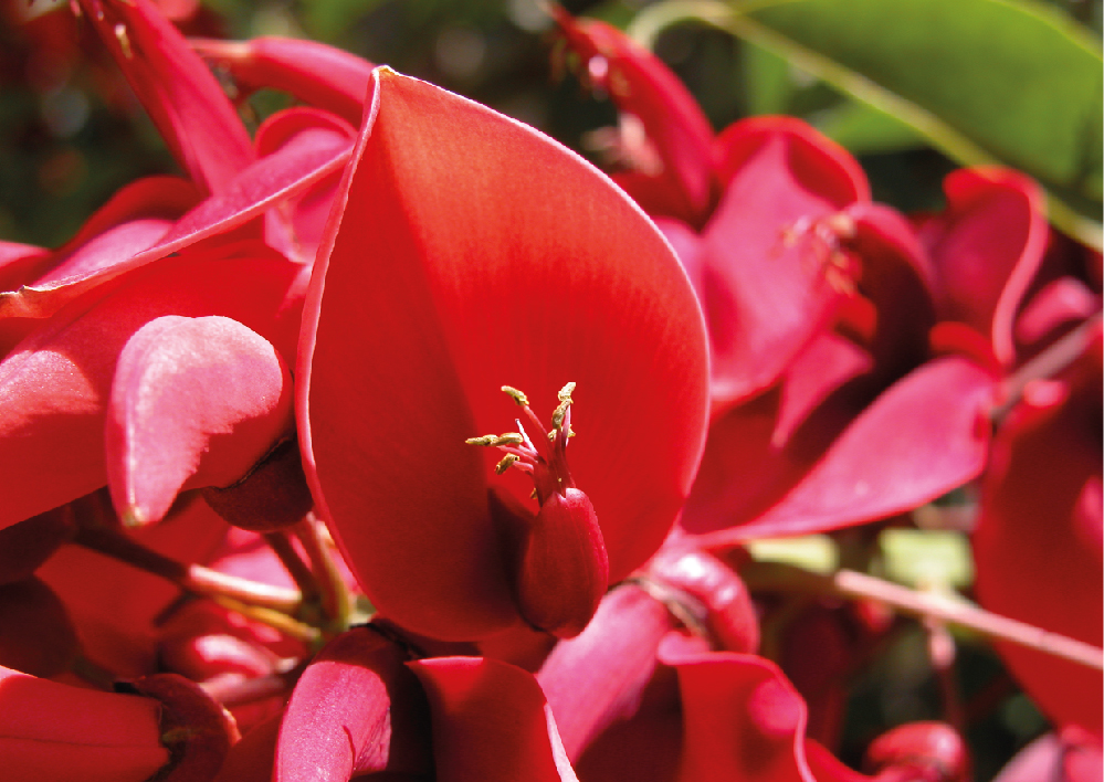 Los secretos del color rojo en el jardín - Mundo ClubHouse