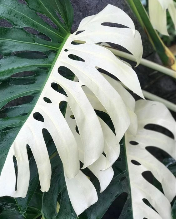 Monstera blanca, la variedad única para decorar espacios - Mundo ClubHouse