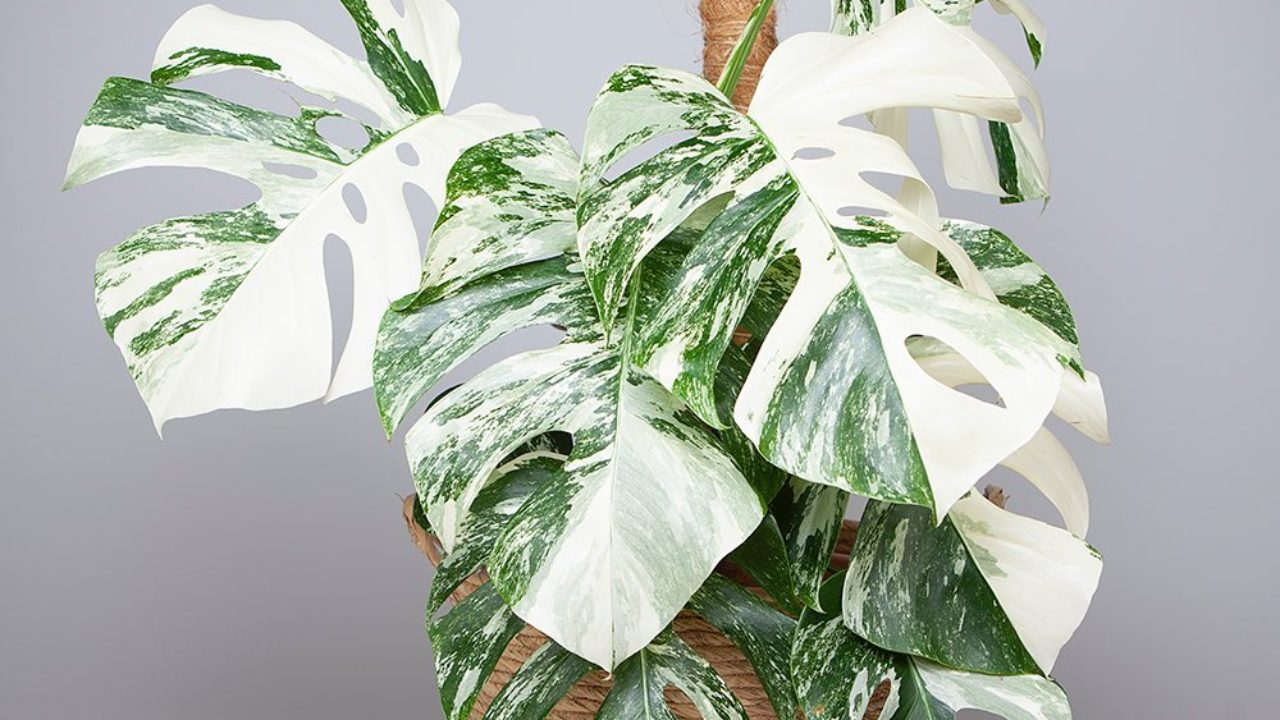 Monstera blanca, la variedad única para decorar espacios - Mundo ClubHouse