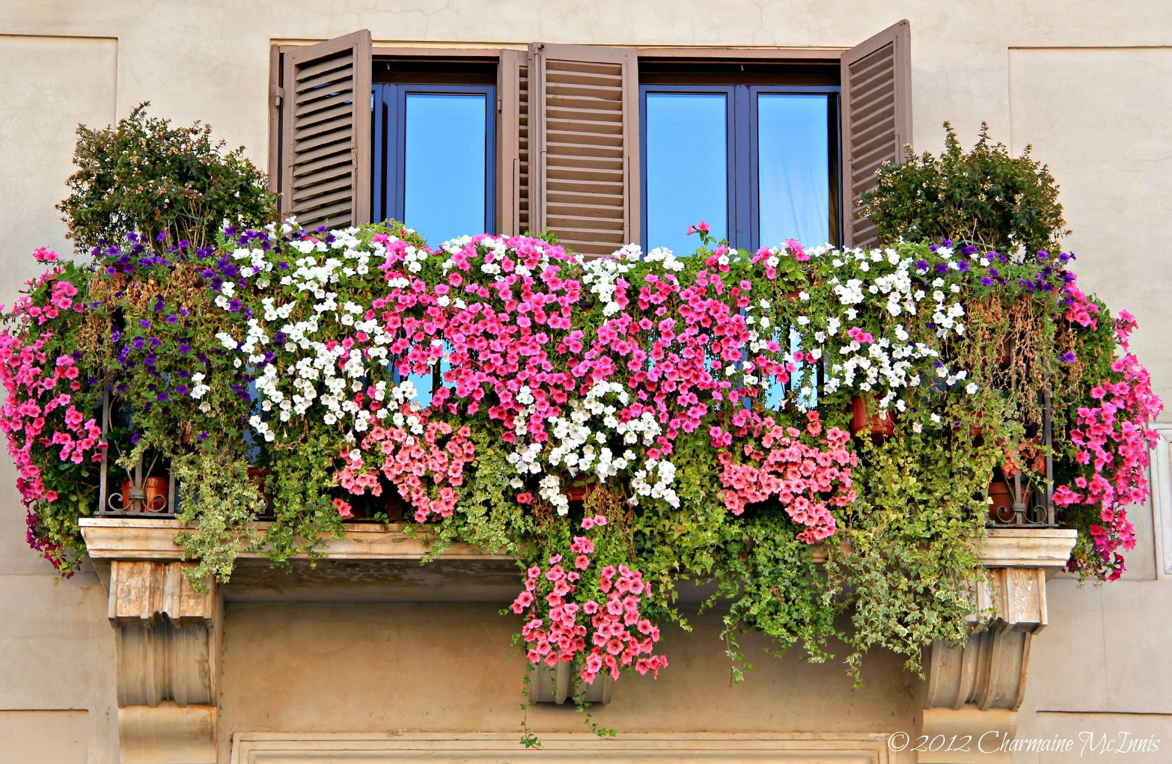 Cinco plantas para darle vida a tu balcón - Mundo ClubHouse